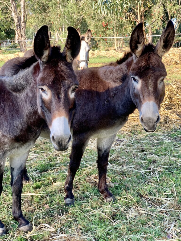 Good Samaritan Donkey Sanctuary