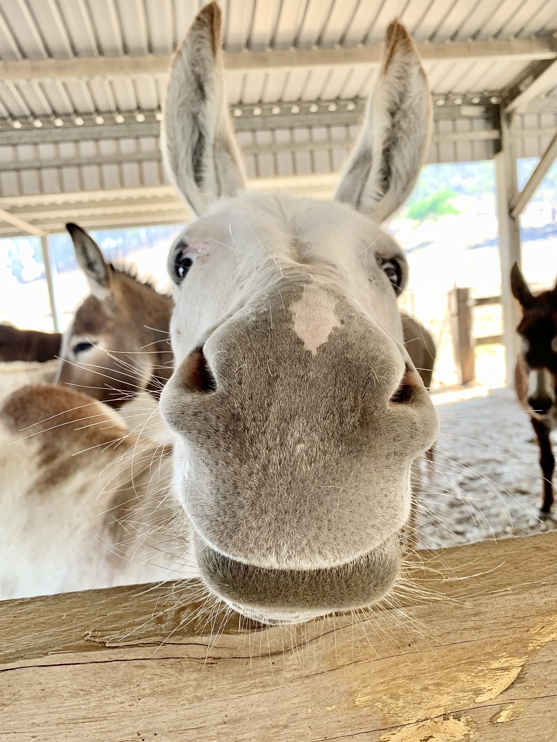 Good Samaritan Donkey Sanctuary